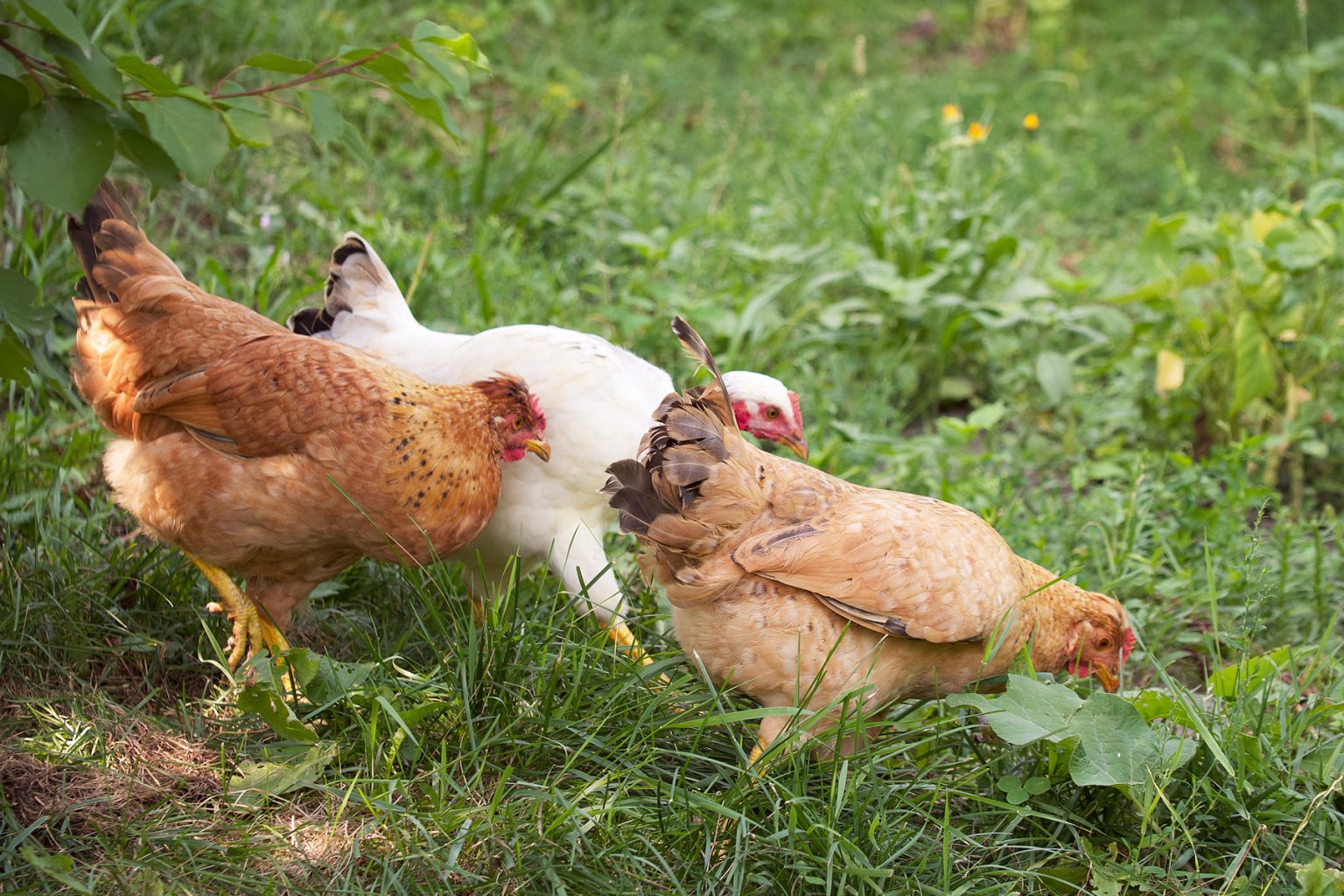 Symptoms of Kidney Problems in Chickens - Backyard Poultry